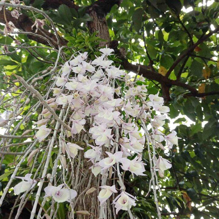 Dendrobium Aphyllum Sanggumay Fairy Pink - Balcony Orchids Type | Lazada PH