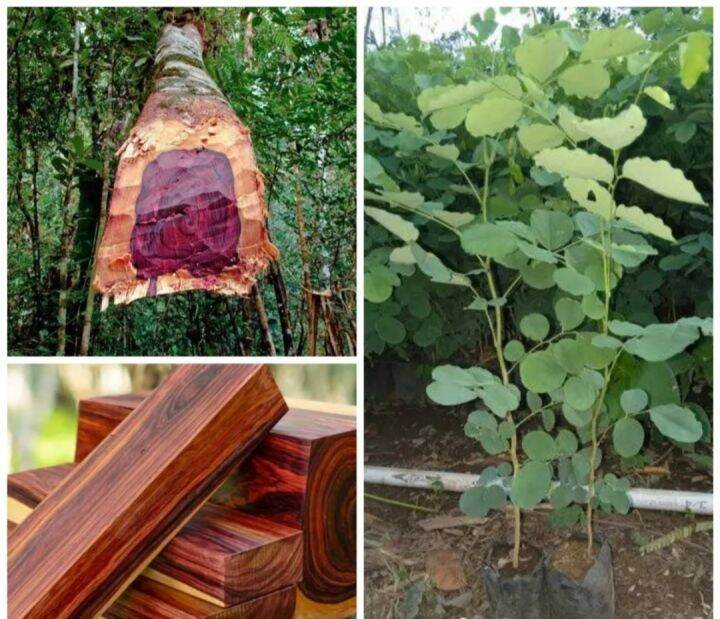 paket 4 pohon kayu sonokeling/sono keling /benih tanaman sonokeling ...