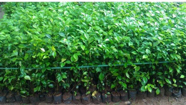 tanaman hias pohon teh tehan | Lazada Indonesia