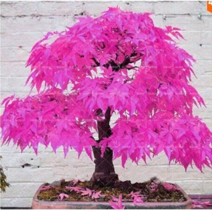 Benih Biji Pohon Japanese Maple Pink Original | Lazada Indonesia