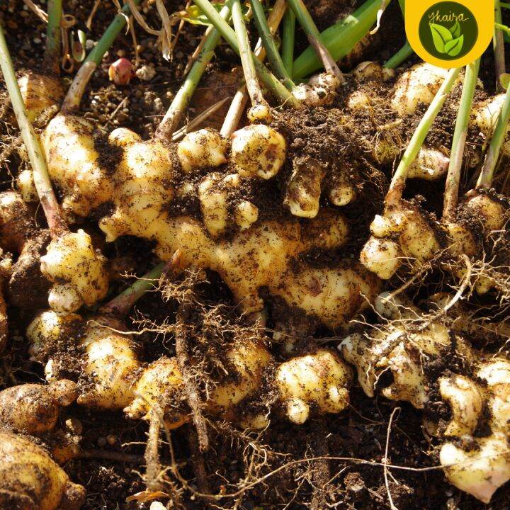 Luya Ginger Bulb Seeds 1 pc. for Planting Herb | Lazada PH