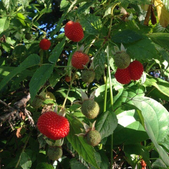 ราสเบอร์รี่ ผลสีแดง พันธุ์เอเธอร์ตัน ( Atherton Raspberry ) กล้าละ250 ...