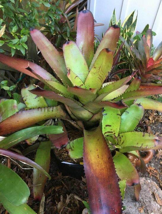 bromeliad neoregelia Carcharodon Giant | Lazada