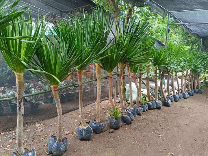 Live Plant Indoor Plant Outdoor Plant Hanging Plant Flowering Plant ...