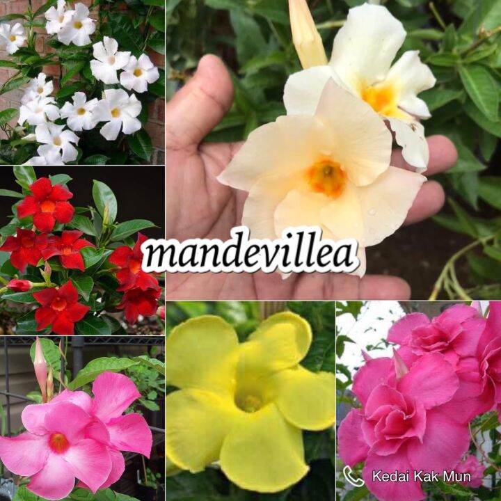 Pokok bunga menjalar mandevilla White Sun Parasol, kuning dan peach ...