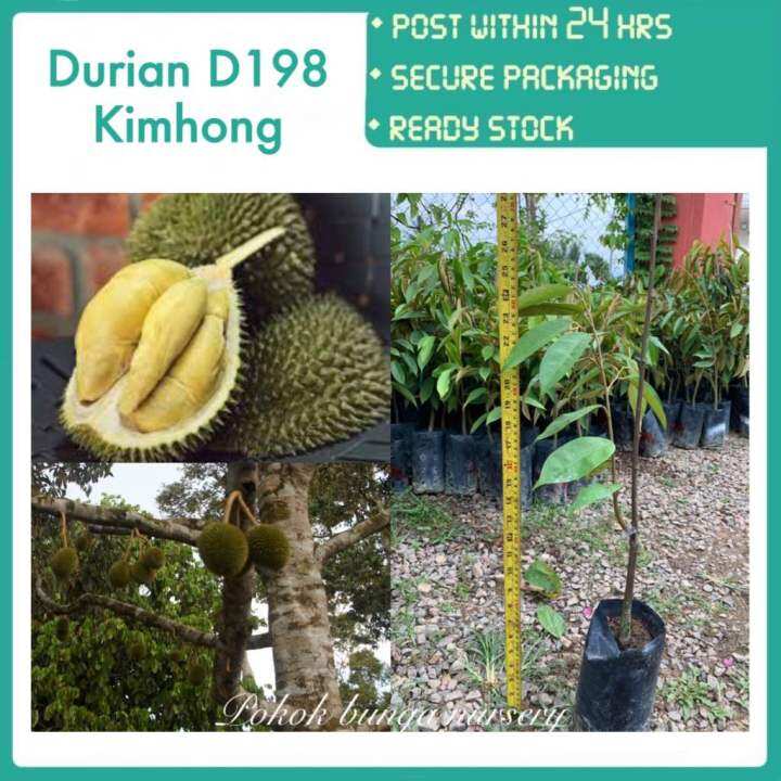 PBN - anak pokok durian D198 kimhong - Pokok bunga nursery hybrid buah fruit sapling cepat ...