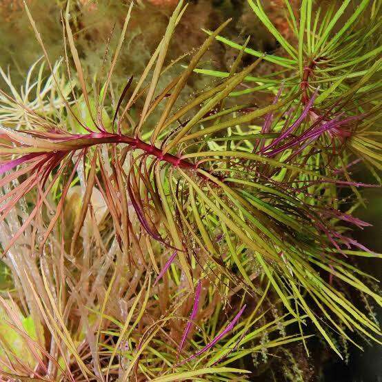 POGOSTEMON OCTOPUS EMERSED AQUARIUM DECOR | Lazada PH