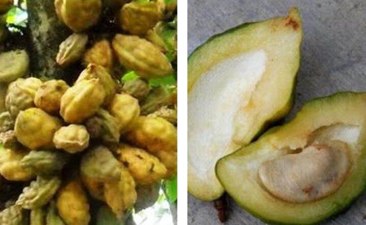 Pokok tut buah nam-nam @ katak puru @ | Lazada