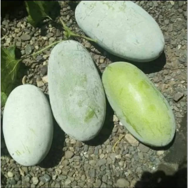 Buah kundur 4-5 kg / Bligo / sayur kundur super | Lazada Indonesia