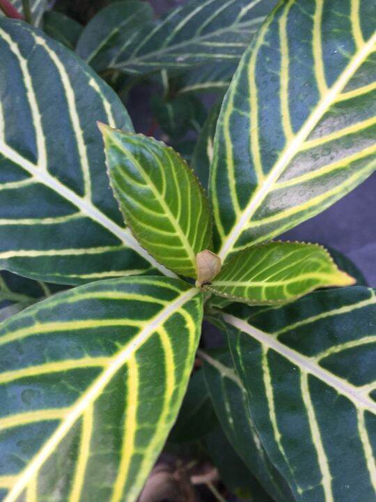 Sanchezia Zebra Plant Shrubby Whitevein | Lazada PH