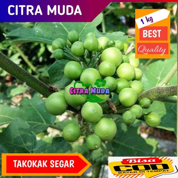 Buah Takokak/Cepokak segar 1kg | Lazada Indonesia