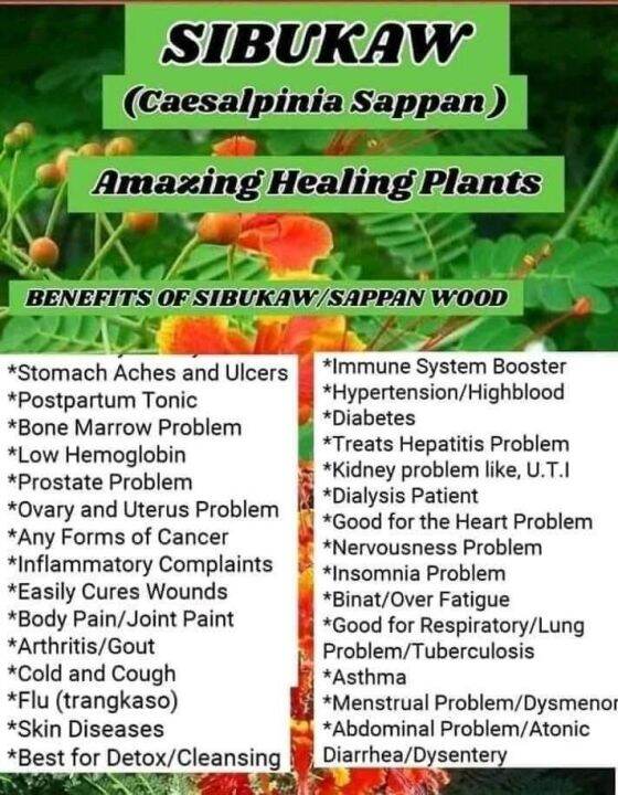 Fresh SIBUKAW /SAPPAN Barks Wood 1kg (MIRACLE TEA)..Para sa ibat ibang ...