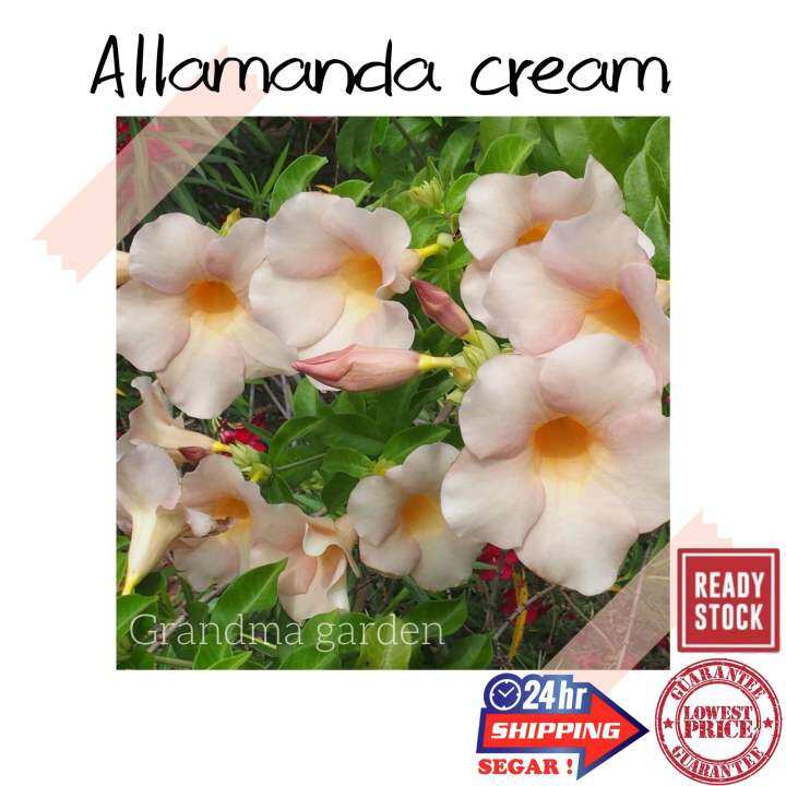 (GG real plant) allamanda cream ^ pokok bunga hidup hiasan rumah luar ...
