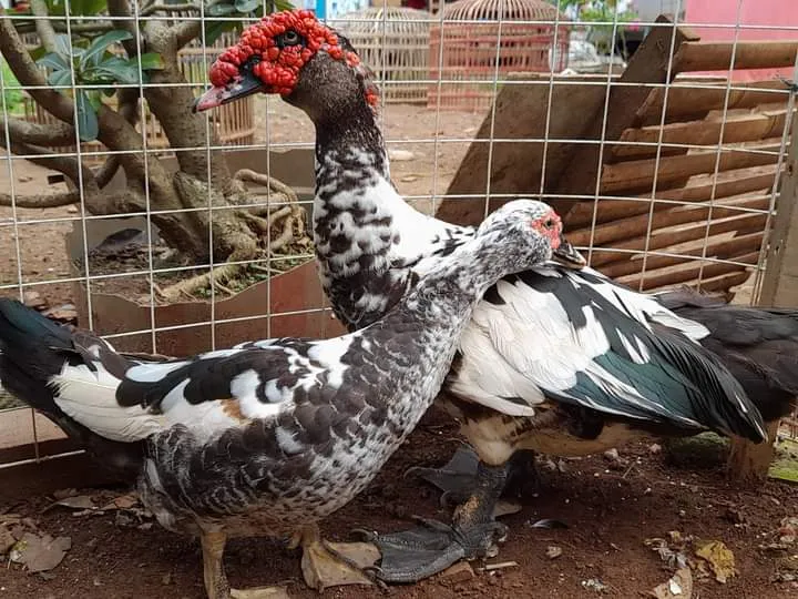 TELUR MENTOK HIAS DRAGON SUPER JUMBO UNTUK DI TETASKAN | Lazada Indonesia