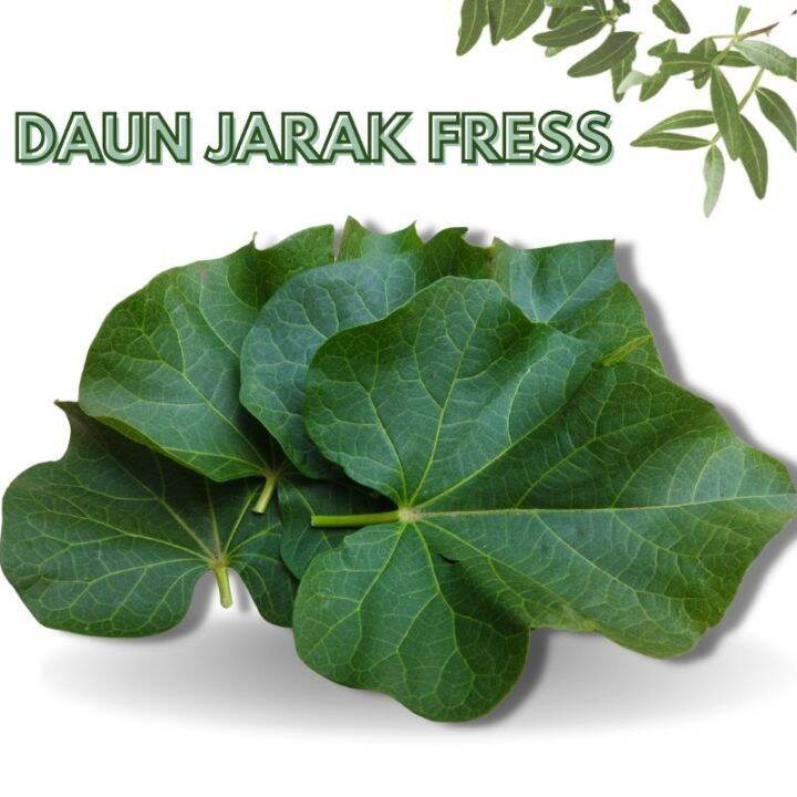 DAUN JARAK PAGAR/15 LEMBAR | Lazada Indonesia