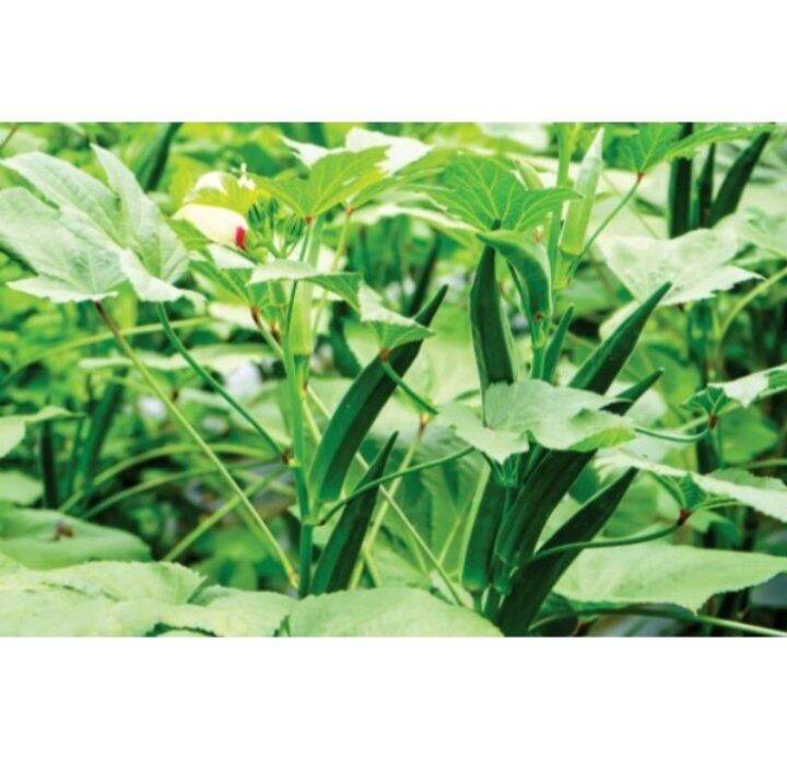 Okra Smooth Green Seeds | Lazada PH