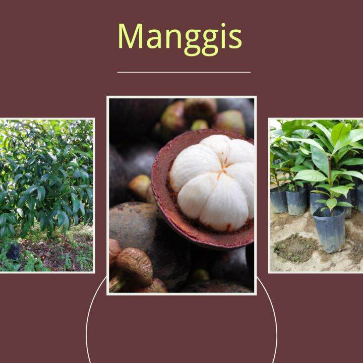 Pokok anak Manggis (山竹子） | Lazada