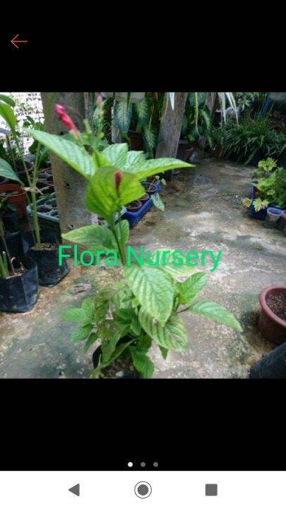 anak pokok bunga gincu/lipstick | Lazada