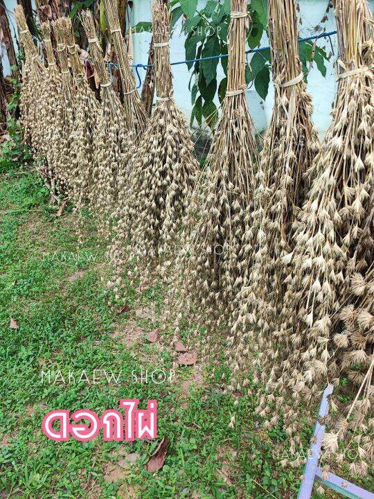 ดอกไผ่ตากแห้ง กำละ100บาท(200กรัม) ,ย้อมสีกำละ150บาท(200กรัม) ของตกแต่ง ...