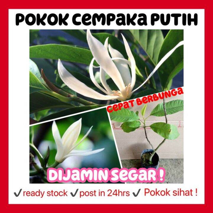 rina • pokok cempaka putih • white champaca live plant pokok hidup ...