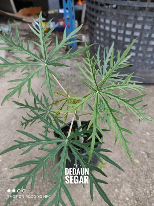 Pokok Gambir Sarawak | Lazada