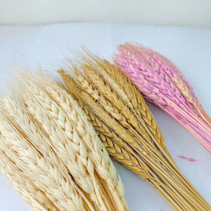 Dried Wheat Flower (Natural and Cream color) | Real Imported Dried ...