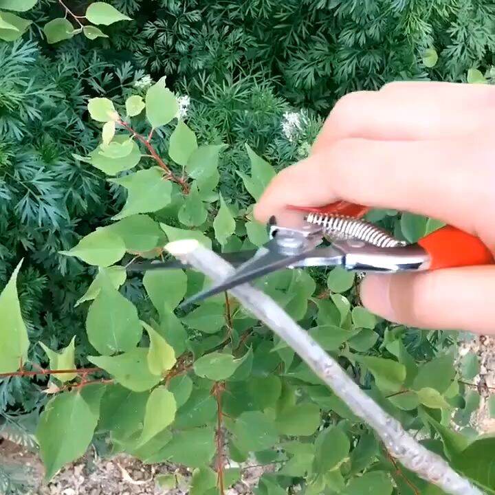 【READY STOCK】Home Hand Tool Pruning Shears Plant Garden Trimming ...