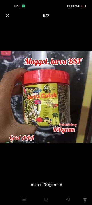 maggot BSF 100gram | Lazada