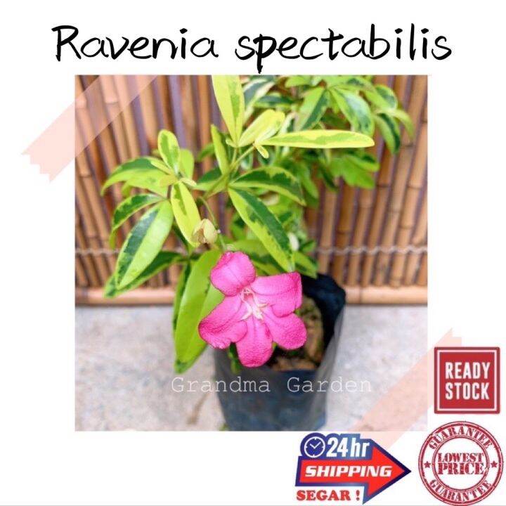 (GG real plant) ravenia spectabilis ^ pokok hidup hiasan rumah dalaman ...