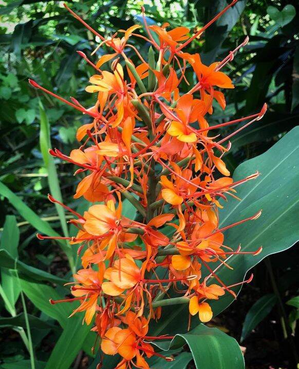 Hedychium orange / gandasuli oren ( RHIZOME ONLY) | Lazada