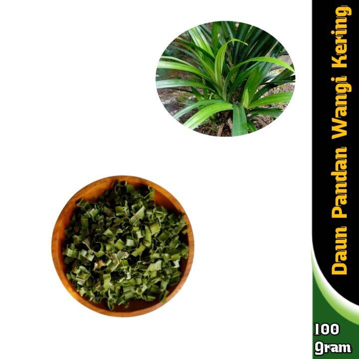 Daun Pandan Obat Herbal Yang Bagus Daun Ekstrak Pandan Kering Memiliki ...