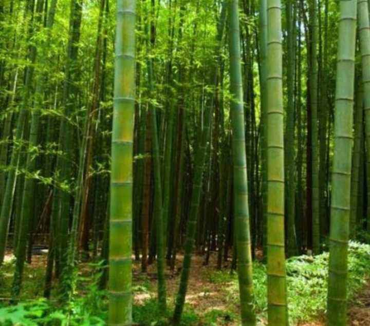 Benih Biji Pohon Bambu Hijau Besar | Lazada Indonesia