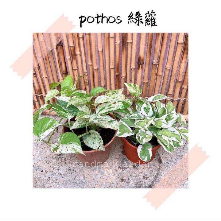 [GG real plant] pothos ^ pothos variegated epipremnum aureum indoor ...