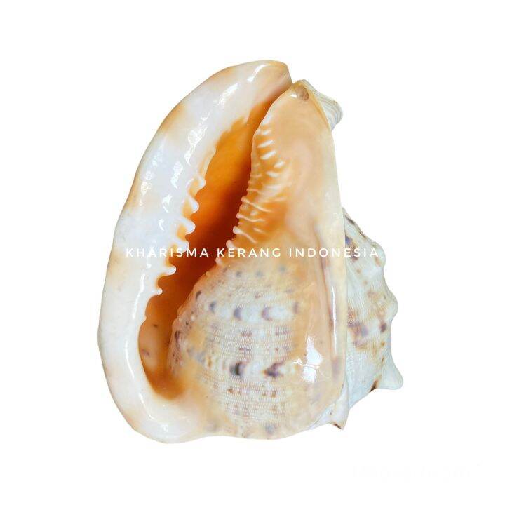 CASSIS CORNUTA (THE HORNED HELMET SHELL) KERANG KEPALA KAMBING BY ...
