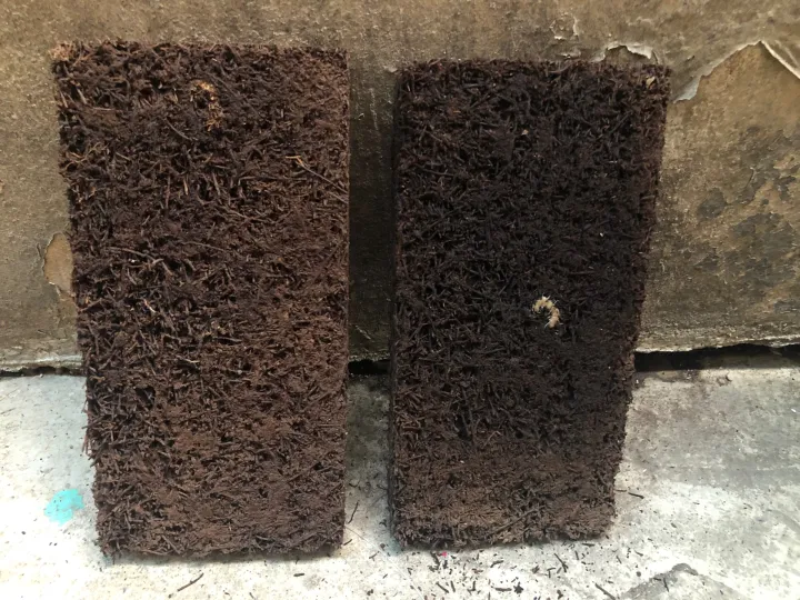 Organic fern slab for orchids and other epiphytes ( 1 pc slab ) 12x5x1 ...