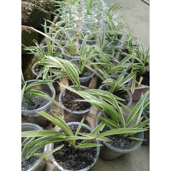 anak pokok labah labah | Lazada