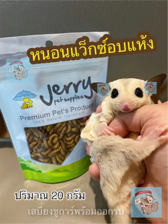 ( JERRY - WAX WORM หนอนแว็กซ์ ) หนอนแว๊กซ์ หนอนแว็กซ์อบแห้ง หนอนอบแห้ง ...
