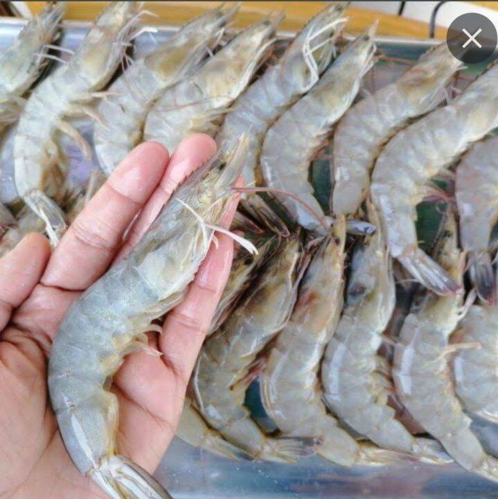 hipon/shrimp/suahe large in size | Lazada PH