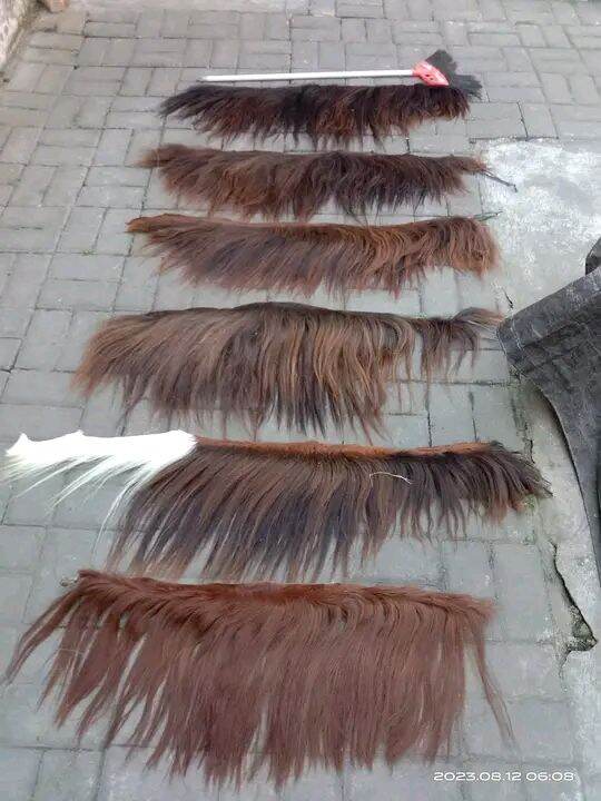 Suri kuda atau rambut kuda | Lazada Indonesia