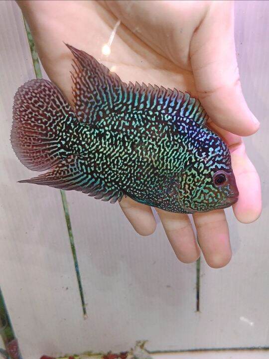 Flowerhorn red kamfa malau local breed, male fish, 金花马骝公鱼 | Lazada