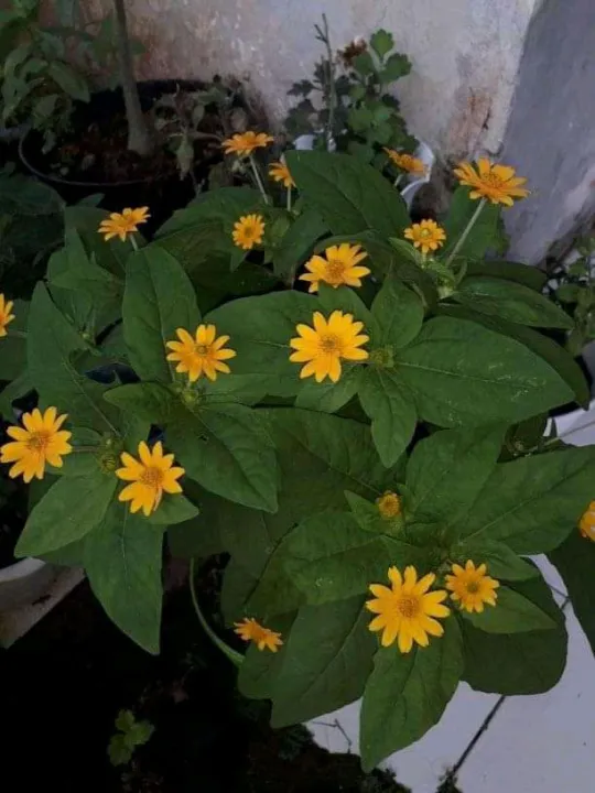 tanaman hidup bunga matahari kecil | Lazada Indonesia