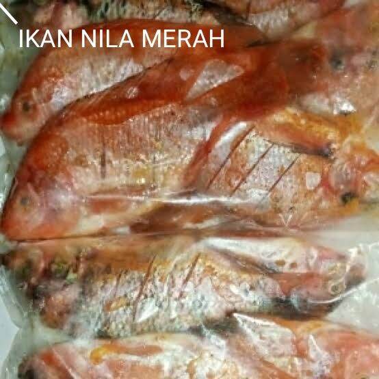 Ikan Nila Merah frozen | Lazada Indonesia