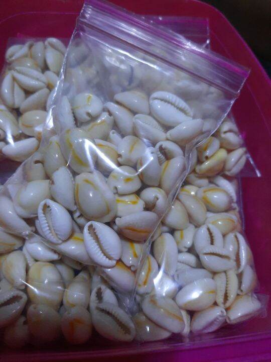 sigay shell Ringgold 1pack 50pcs | Lazada PH