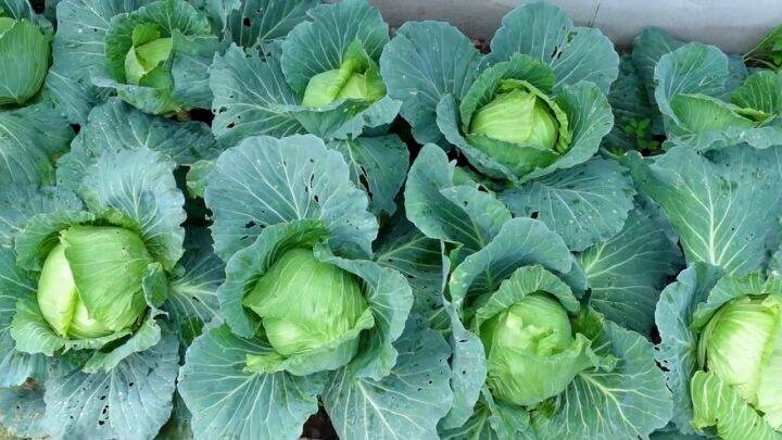 SULIT PACK! REPOLYO/CABBAGE SEEDS (25pcs seeds) HYBRID/HIGH YIELD/EASY ...