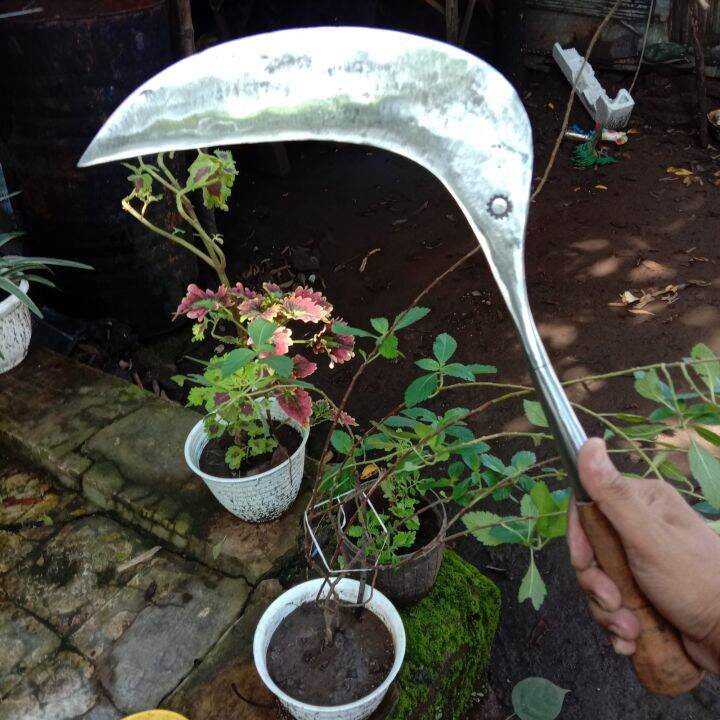 SABIT ARIT RUMPUT GAJAH PADI BAJA SELAP | Lazada Indonesia SABIT ARIT RUMPUT GAJAH PADI BAJA SELAP | Lazada Indonesia