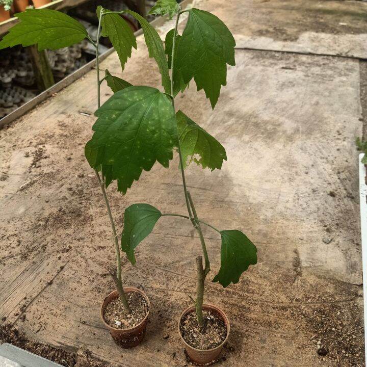 Anak Pokok Bunga Raya | Lazada