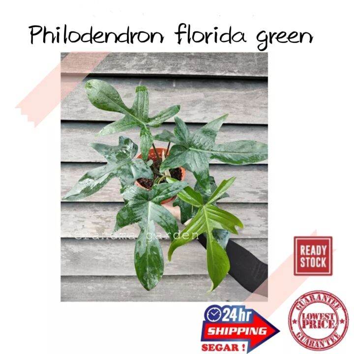 (GG real plant) philodendron florida green ^ pokok hidup hiasan rumah ...
