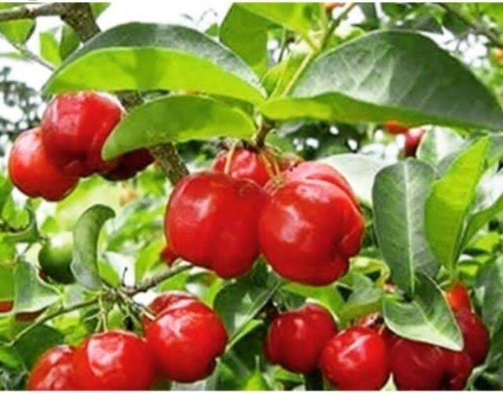 Pokok Cherry Barbados Hybrid | Lazada