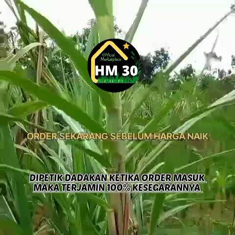 Trubuk 1 Ikat Utuh 10 Buah Fresh Murah Trubus Bunga Telur Tebu Turubuk ...