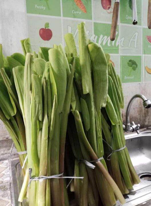 Daun Genjer Sayur Sawah / Daun gendot muda segar 1 ikat | Lazada Indonesia